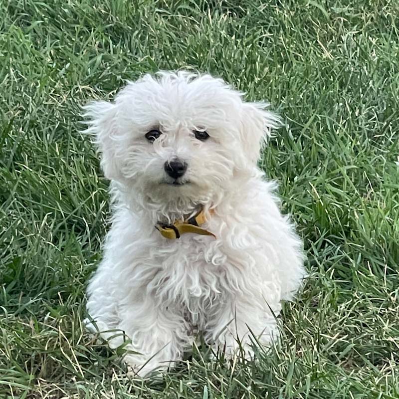 Four Fabulous Types of Bichon Breeds - Bouncy Bichon Puppies