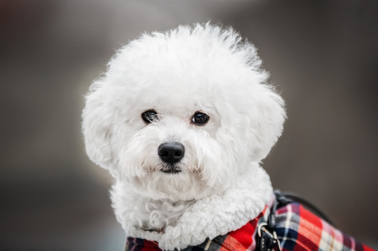 The 5 Best Fluffiest Bichon Frise Haircuts You Must Try - Bouncy Bichon ...