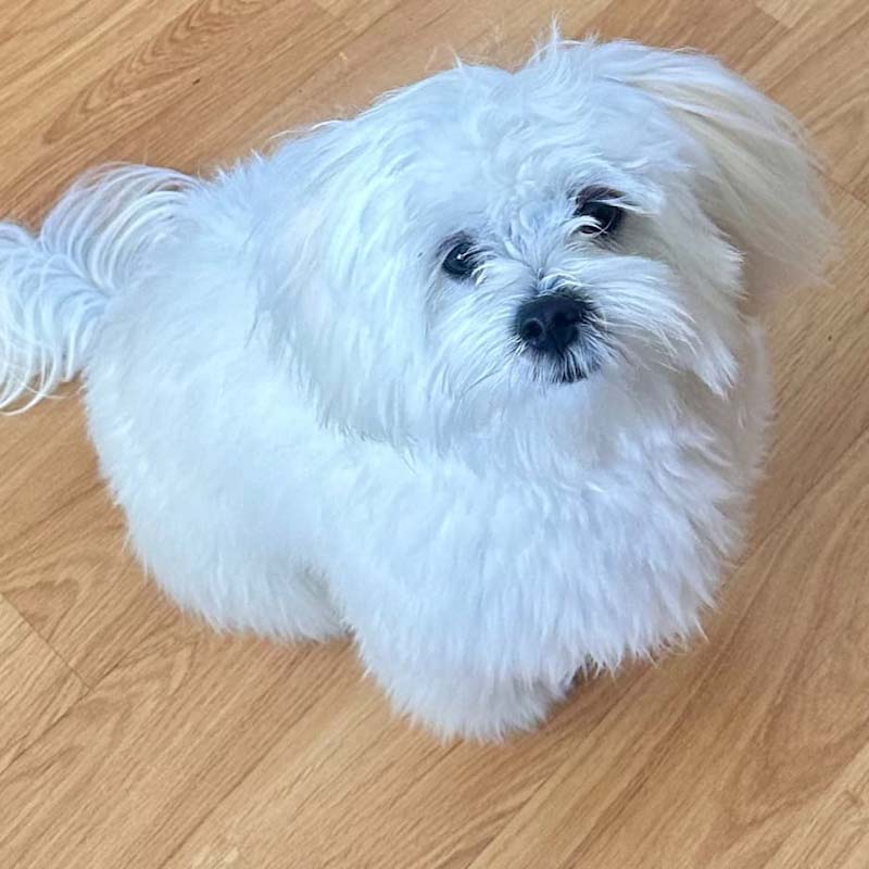 Four Fabulous Types of Bichon Breeds - Bouncy Bichon Puppies